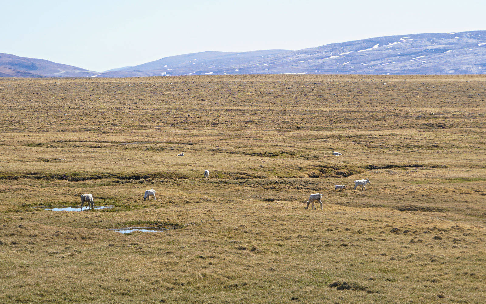 Damon on road | Mine Raglan Nunavik | damononroad